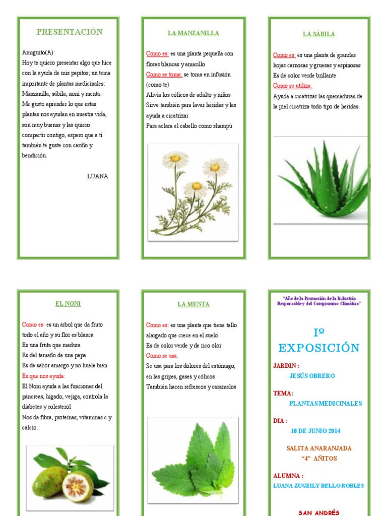 Triptico Plantas Medicinales | PDF