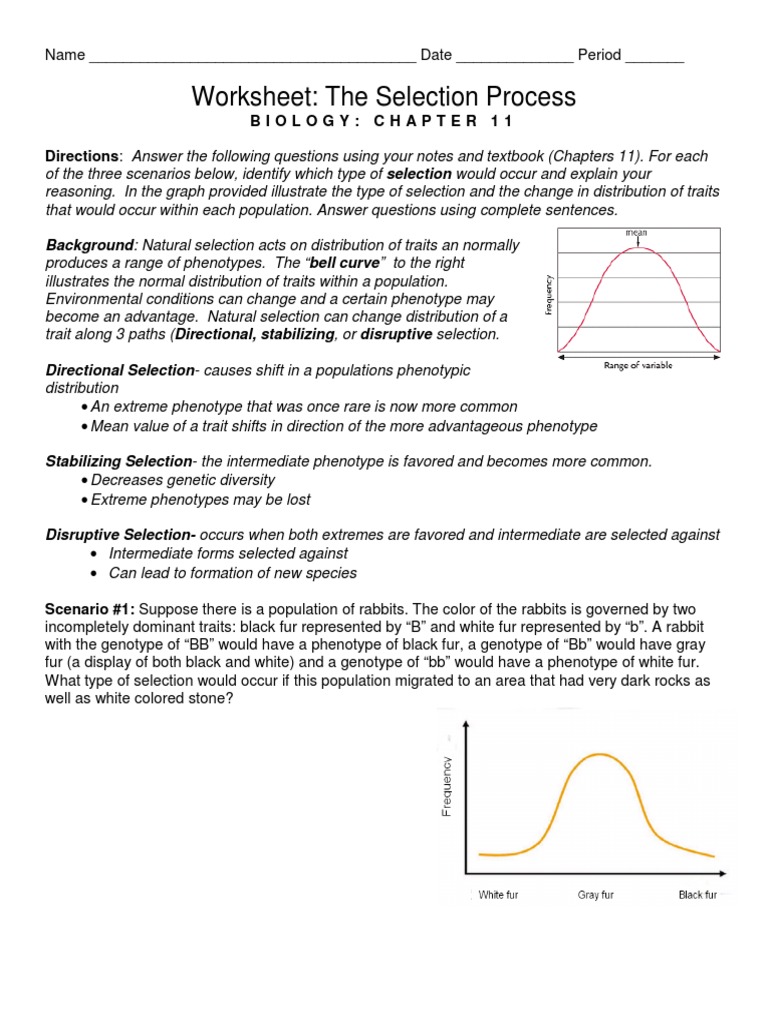 The Selection Process Worksheet | PDF | Natural Selection | Phenotypic ...