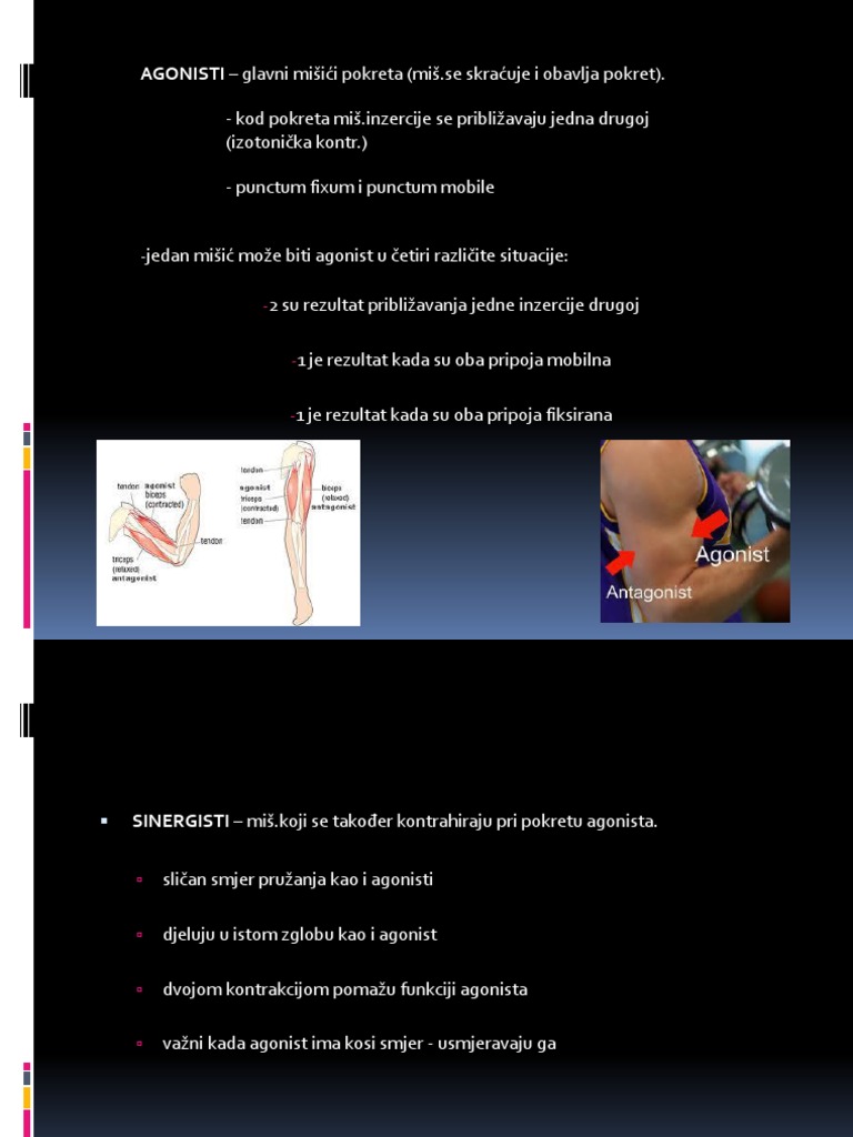 Vrste Mišića | PDF