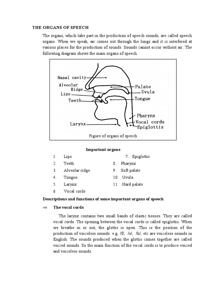 The Organs of Speech 2 | PDF | Speech | Mouth