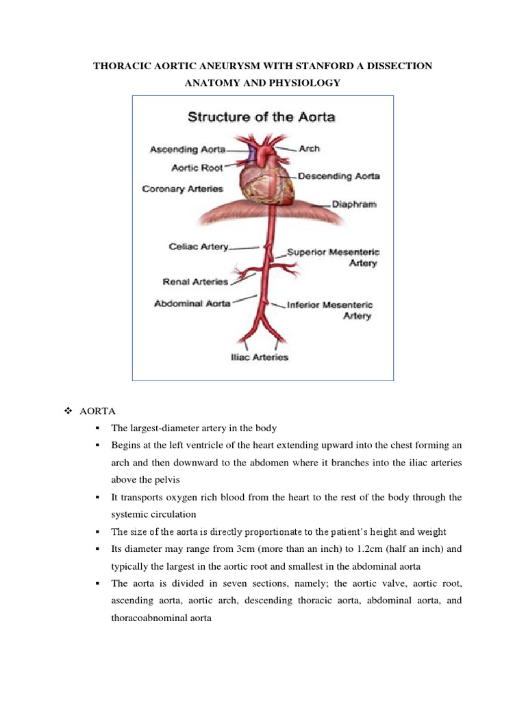 Thoracic Aortic Aneurysm With Stanford A Dissection | PDF | Aorta | Artery