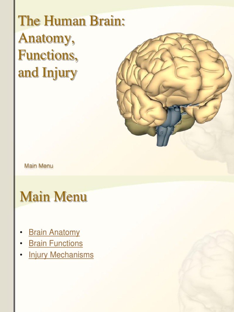Human Brain Anatomy and Injury Insights | PDF | Neocortex | Brainstem