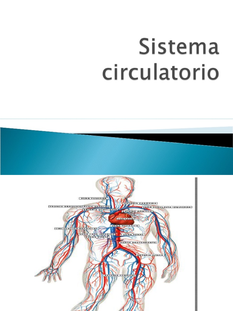 Sistema Circulatorio Power Point