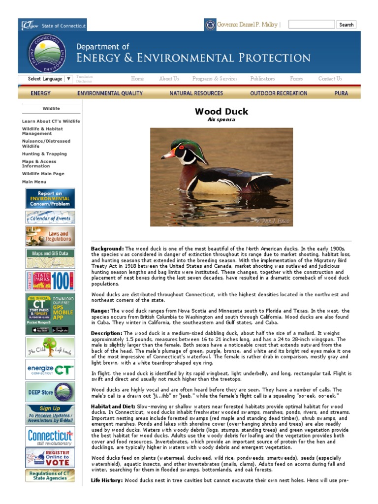 DEEP - Wood Duck Fact Sheet | PDF | Nest | Duck