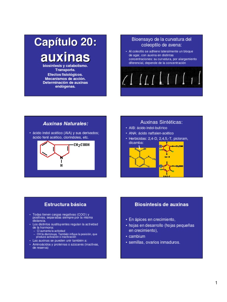 Auxinas PDF | PDF | Auxina | Biología Celular