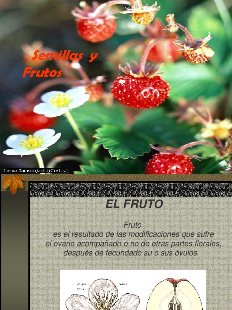 Tipos de Frutos y Semillas Explicados | PDF | Cocina, comidas y vino ...