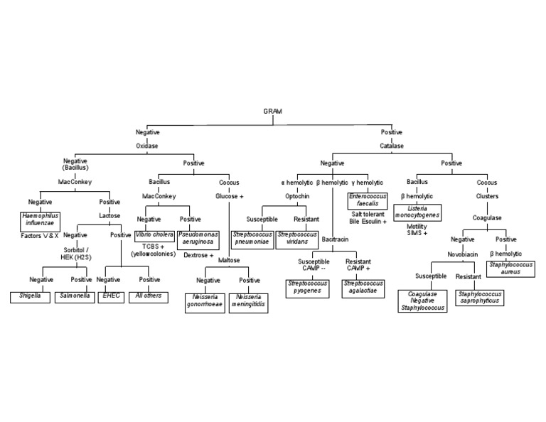 Bacterial Flow Chart | PDF