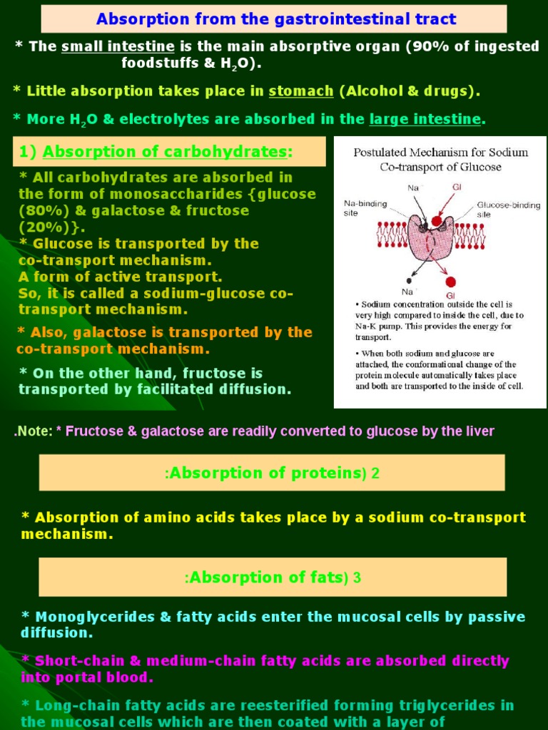 1) Absorption of Carbohydrates:: The Small Intestine Is The Main ...