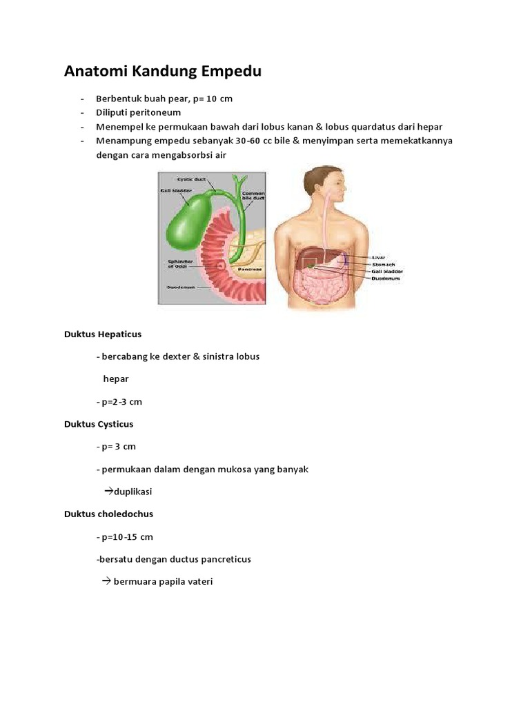 Anatomi Kandung Empedu | PDF