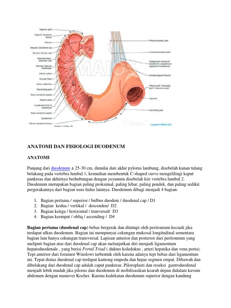Anatomi Duodenum | PDF | Perjalanan | Sains & Matematika