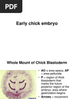 24hr Chick Cross Sections | Developmental Biology | Anatomy