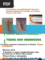 Anatomía del Escorpión: Guía Completa | PDF