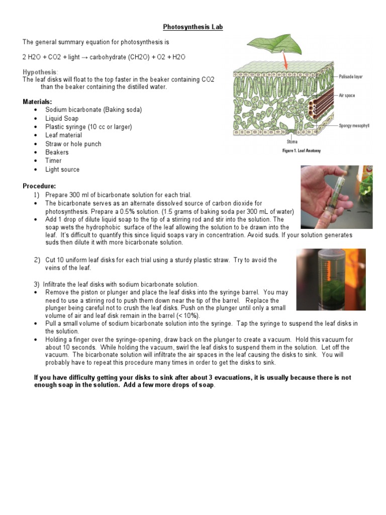 My Floating Disc Photosynthesis Lab | PDF | Chemical Substances ...
