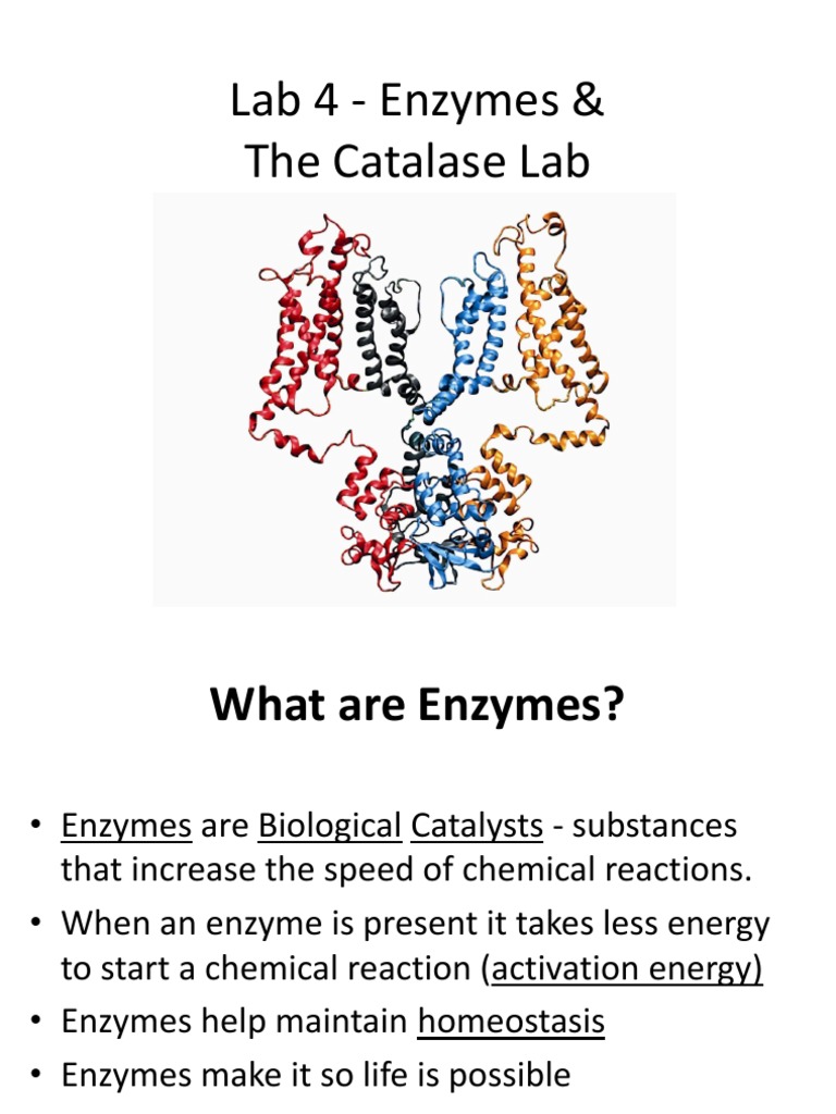 Lab 4 Enzymes and the Catalase Lab | Enzyme | Peroxide