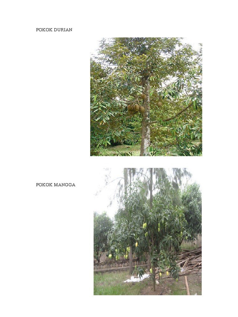 Pokok Besar | PDF
