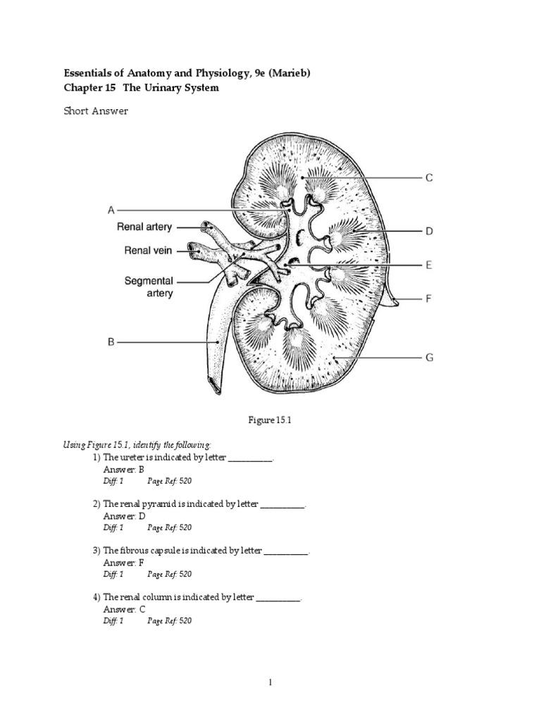 Anatomy MCQs | Kidney | Urinary System