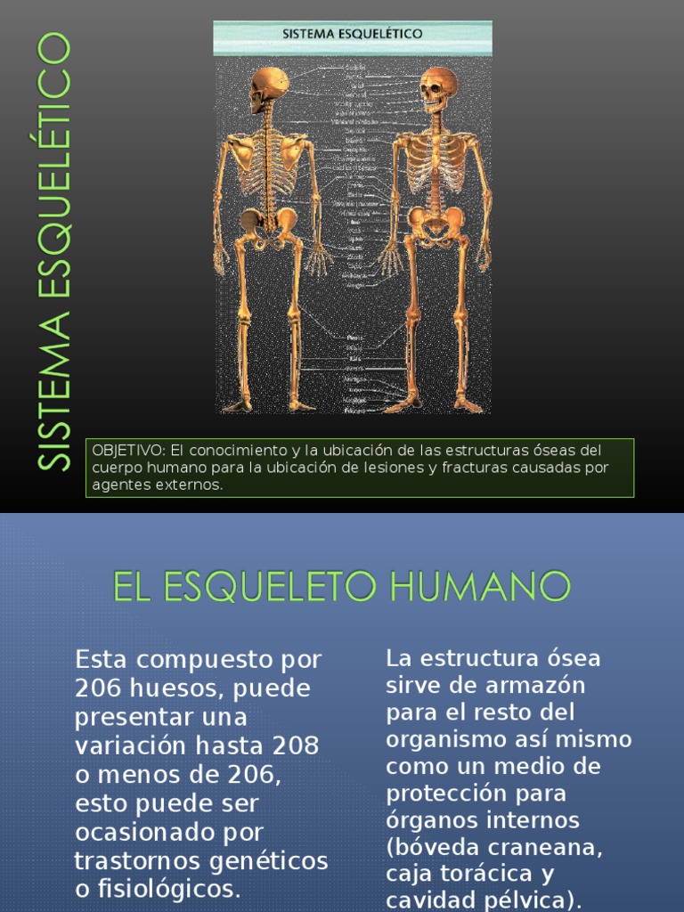 Sistema Esqueletico | Hueso | Mano