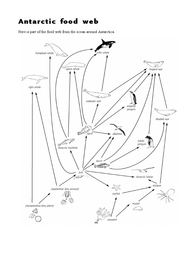 Antarctic Food Web | PDF