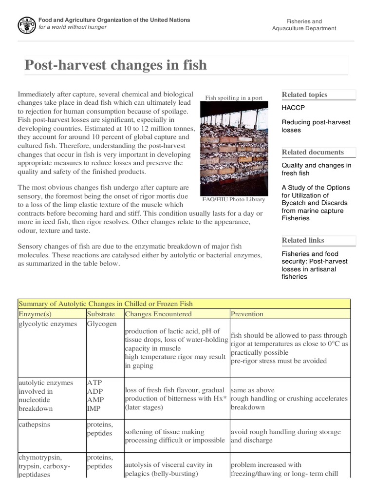 FAO Fisheries & Aquaculture - Post-Harvest Changes in Fish | PDF ...