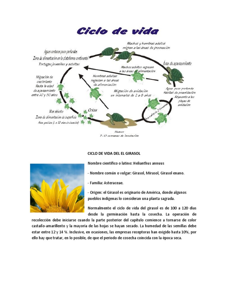 Ciclo de Vida Del El Girasol | PDF | Plantas | Organismos