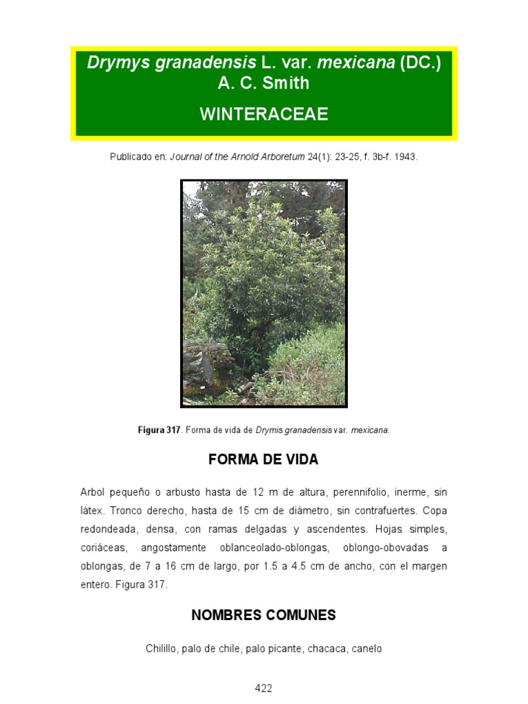 Distribución y Usos de Drymis mexicana | PDF | Semilla | Arboles