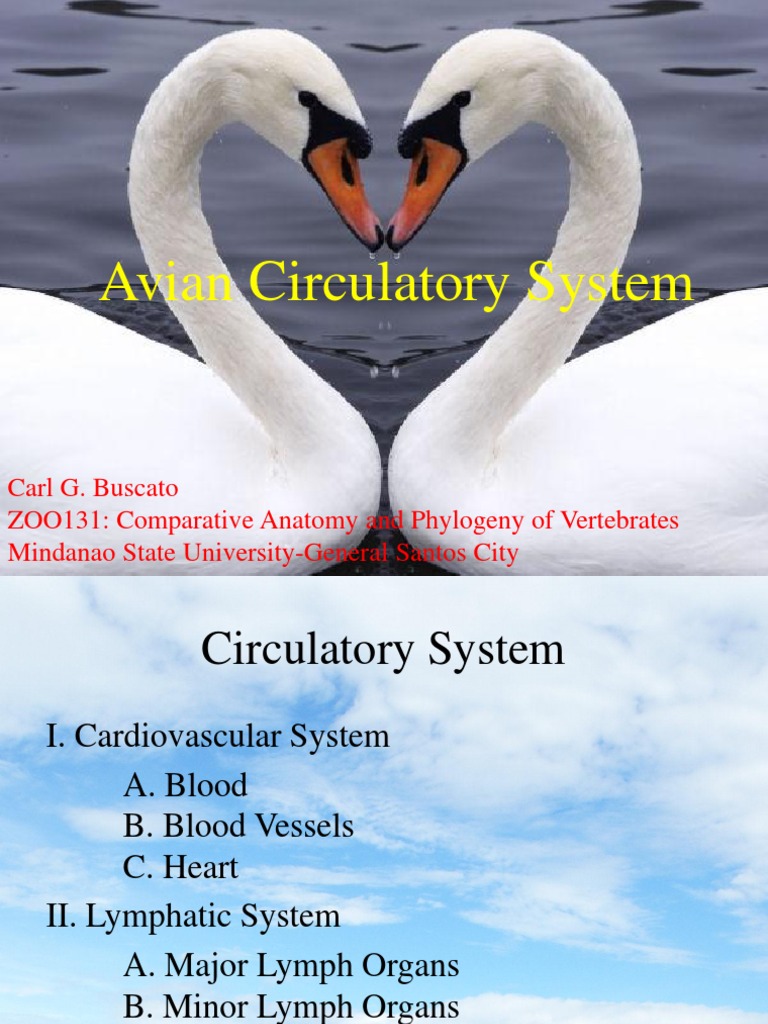 Avian Circulatory and Lymphatic Systems | PDF | Lymphatic System | Aorta
