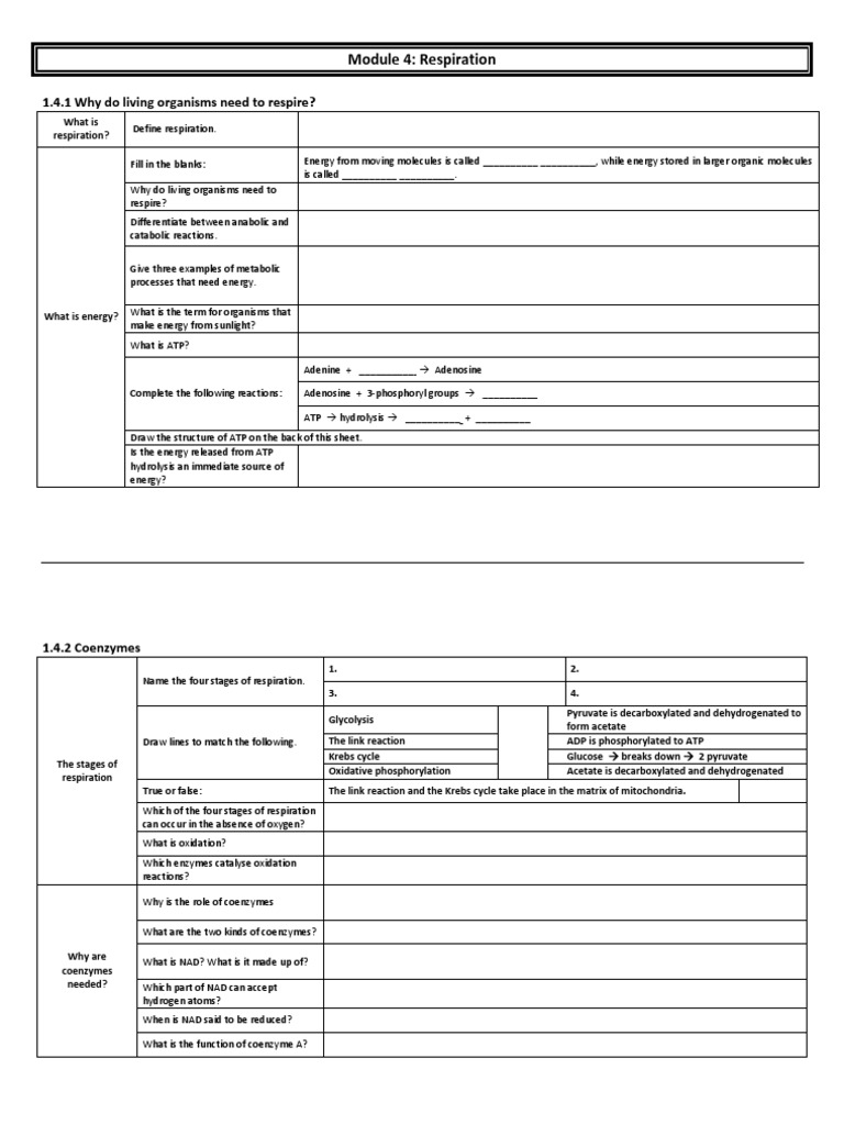 Understanding Respiration Processes | PDF | Cellular Respiration ...