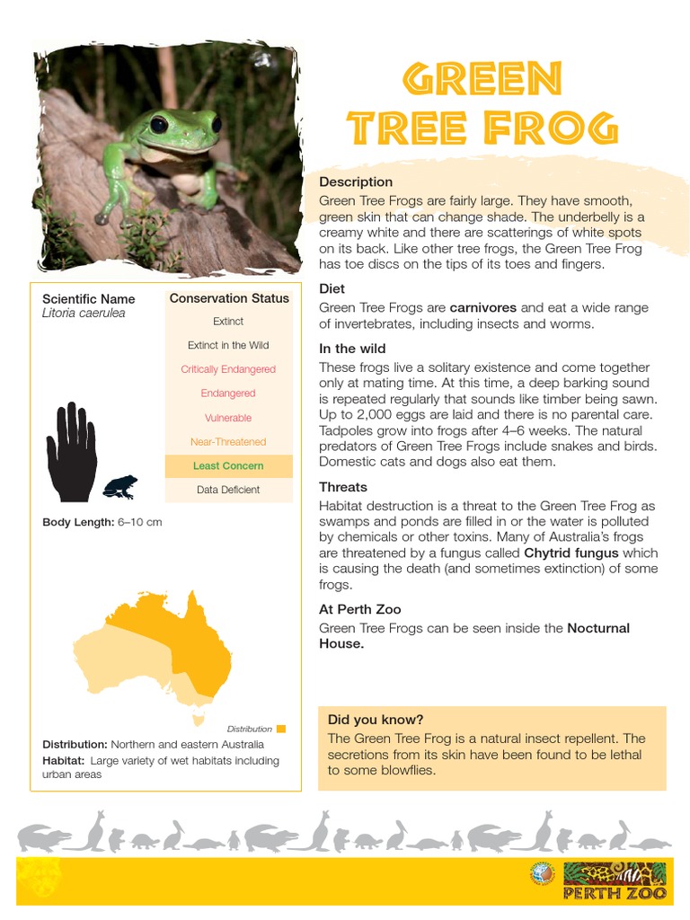 Green Tree Frog Facts: Diet, Habitat, Threats | PDF