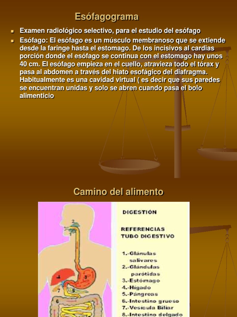 Esófagograma | PDF | Heces | Fisiologia Animal