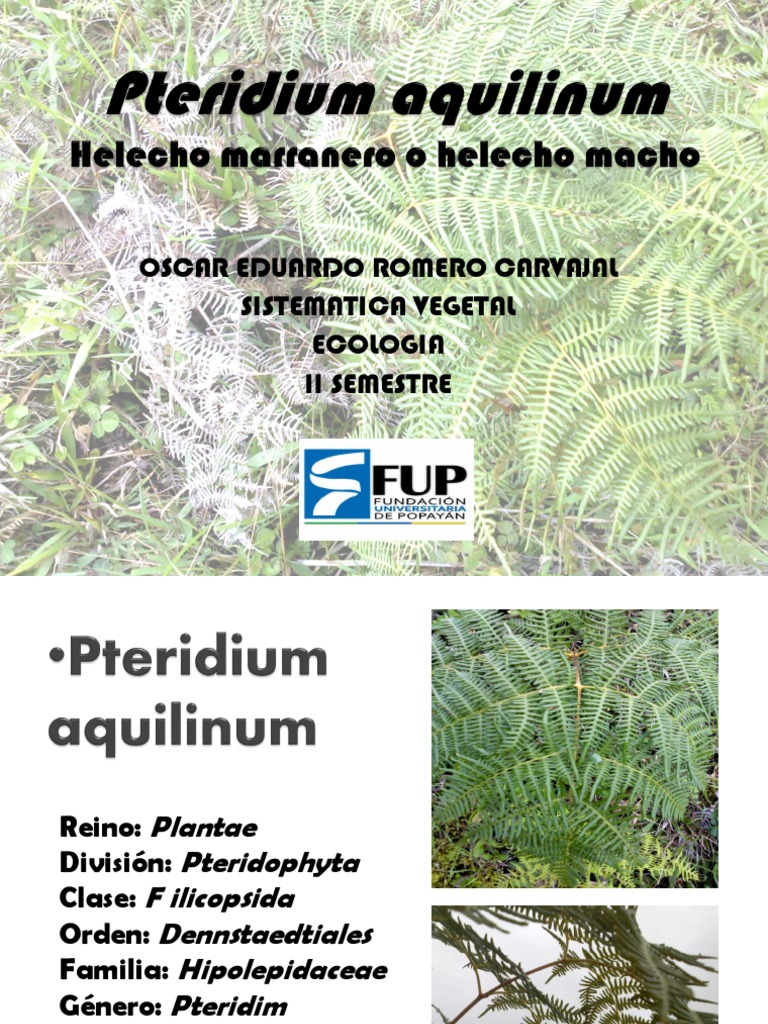 Pteridium Aquilinum | PDF
