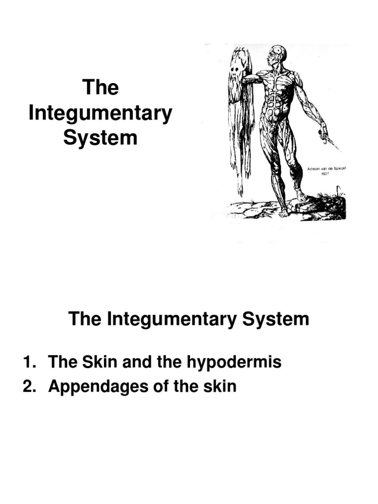 The Complete Integumentary System Study Guide | Download Free PDF ...