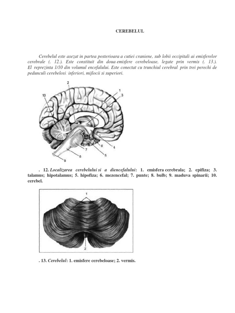 CEREBELUL | PDF