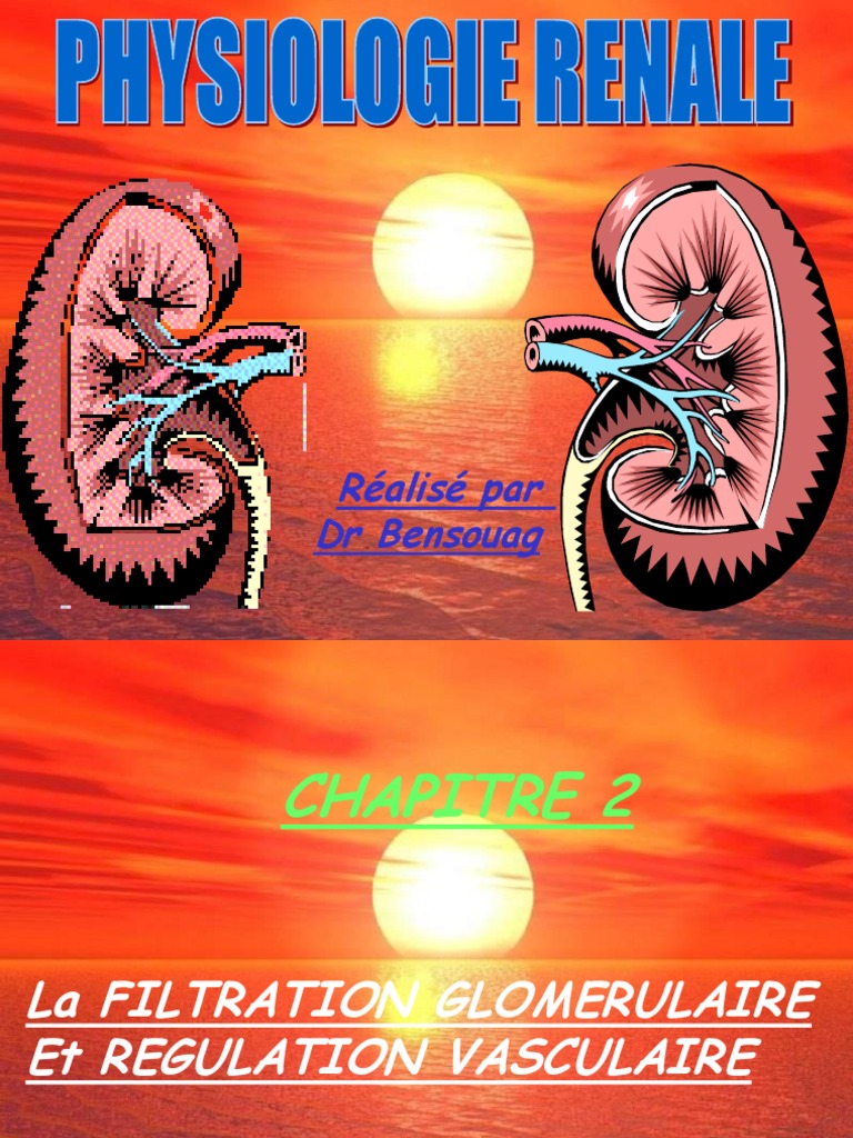 Filtration Glomr Circulation Renale | PDF | Vaisseau sanguin | Angiotensine