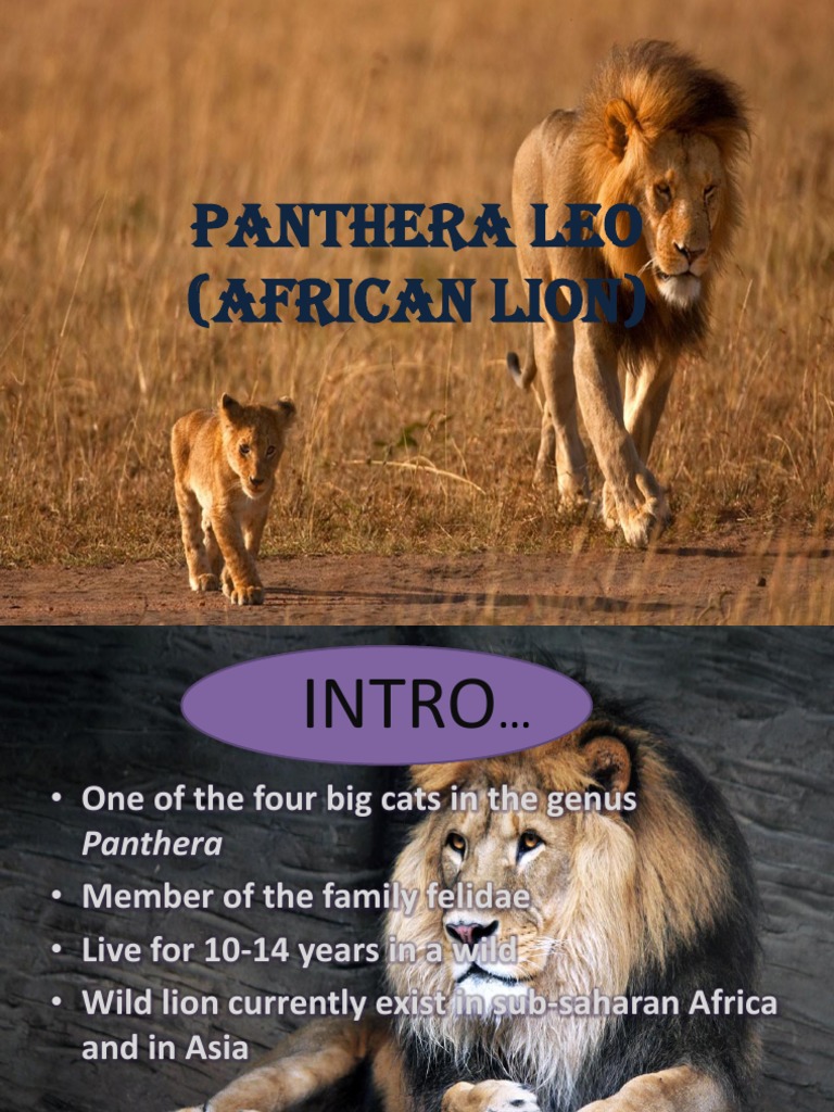 Lions (Panthera Leo) | PDF | Lion | Predation