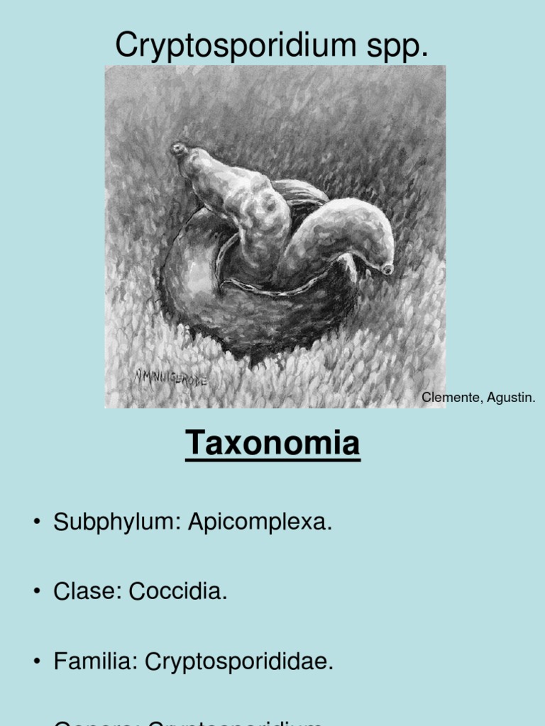 Morfología y taxonomía de Cryptosporidium | PDF | Salud y bienestar ...