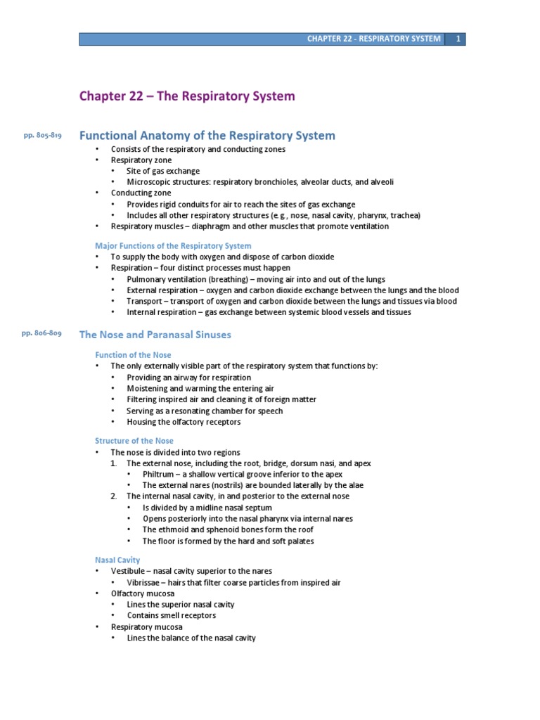 Chapter 22 The Respiratory System Download Free Pdf Hemoglobin Lung