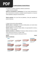 Neumocitos Tipo 1 y 2 - Histologia | PDF