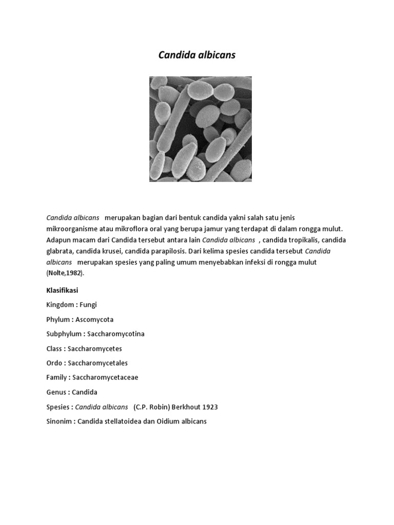 Jamur Candida Albicans