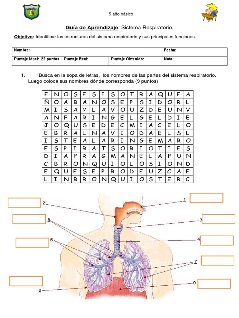 Hoja De Trabajo Del Diagrama Del Sistema Respiratorio Con Banco De Palabras