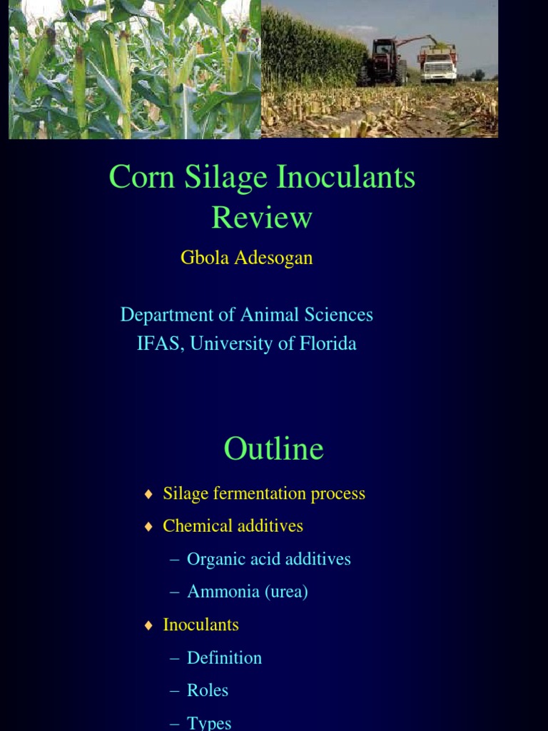 Corn Silage Inoculants Overview | PDF | Fermentation | Lactic Acid