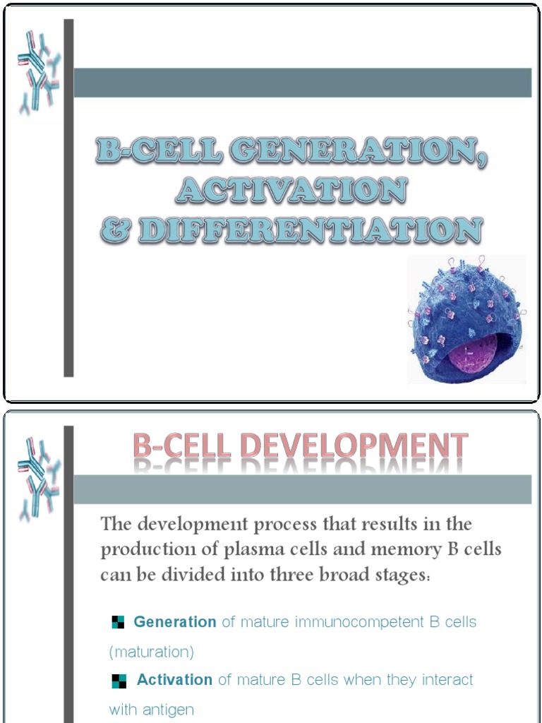 Immunogenetics - B Cell Development | PDF | B Cell | Antibody