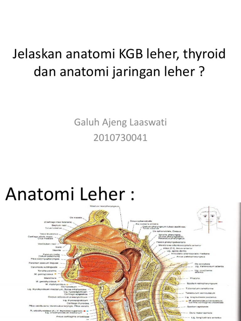 Anatomi KGB Leher, Thyroid Dan Anatomi | PDF