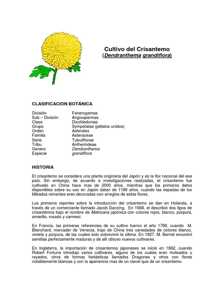 1 Crisantemo | PDF | Mutación | Hoja