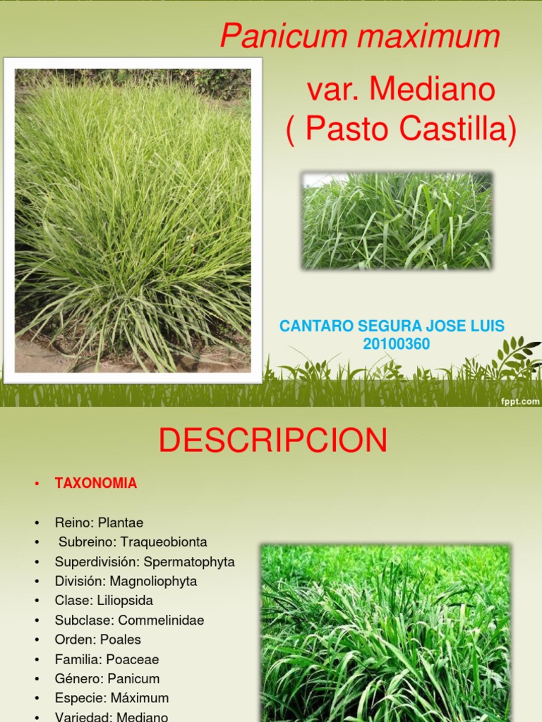 Panicum Maximum Parcela | Hierba | Plantas domesticadas