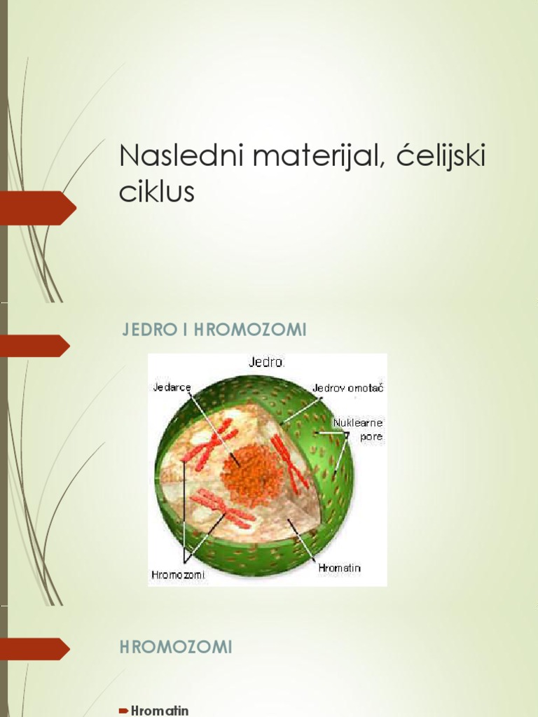 Jedro, Hromozomi Celijski Ciklus | PDF