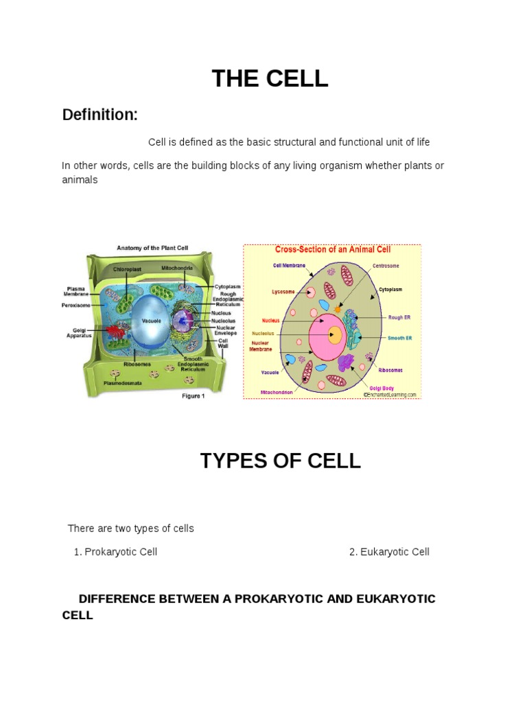 The Cell | PDF | Cell Nucleus | Cell (Biology)