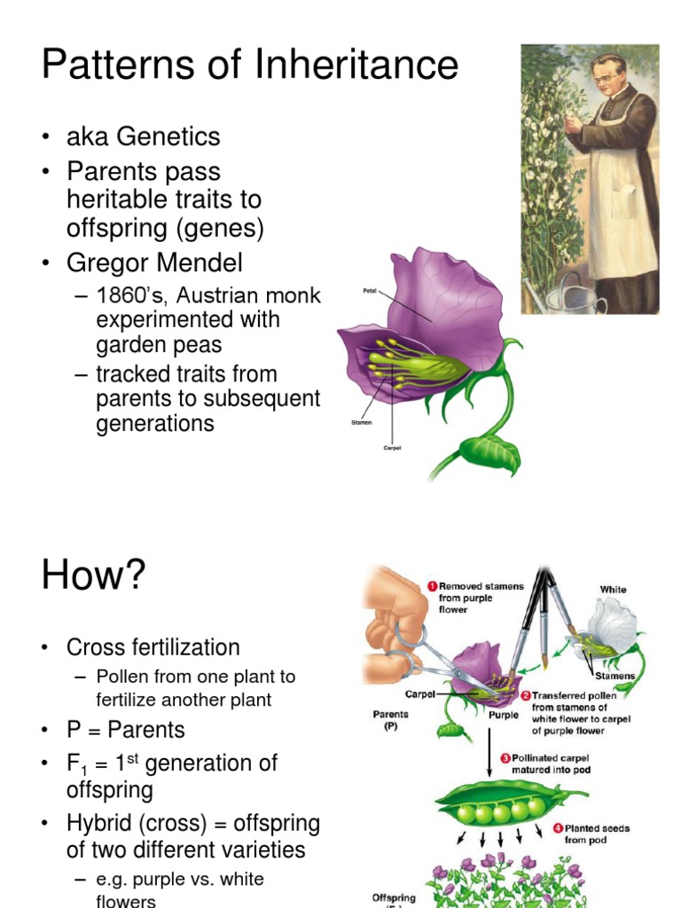 Patterns of Inheritance: - Aka Genetics - Parents Pass Heritable Traits ...