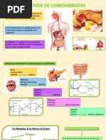 Digestión y Absorción de Carbohidratos | PDF | Digestión | Glucosa