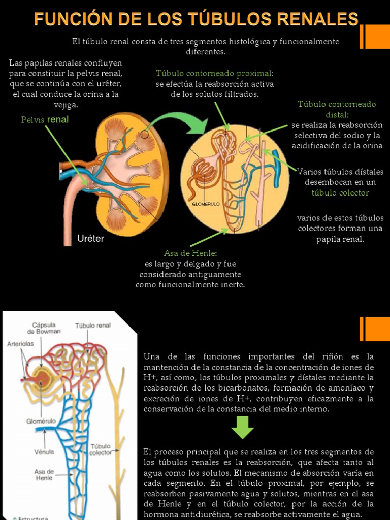 Funciones y segmentos de los túbulos renales | PDF | Ciencias sociales