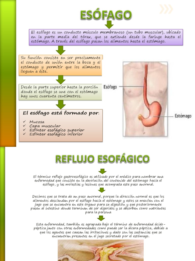 Esófago y Estómago